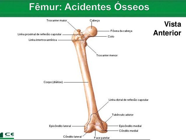 Aula 08 radiologia - anatomia do esqueleto apendicular - fêmur