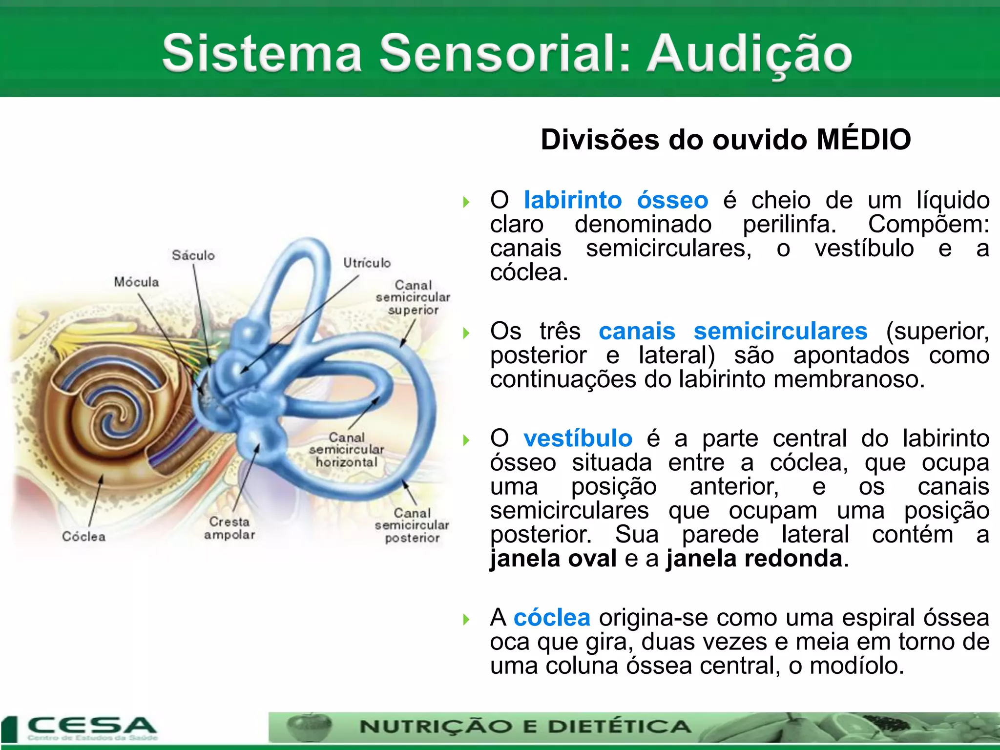 Aula 08 sistema sensorial - anatomia e fisiologia | PDF