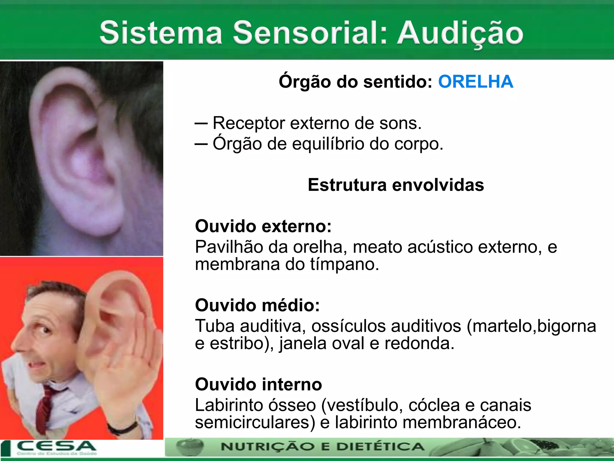Aula 08 sistema sensorial - anatomia e fisiologia | PDF