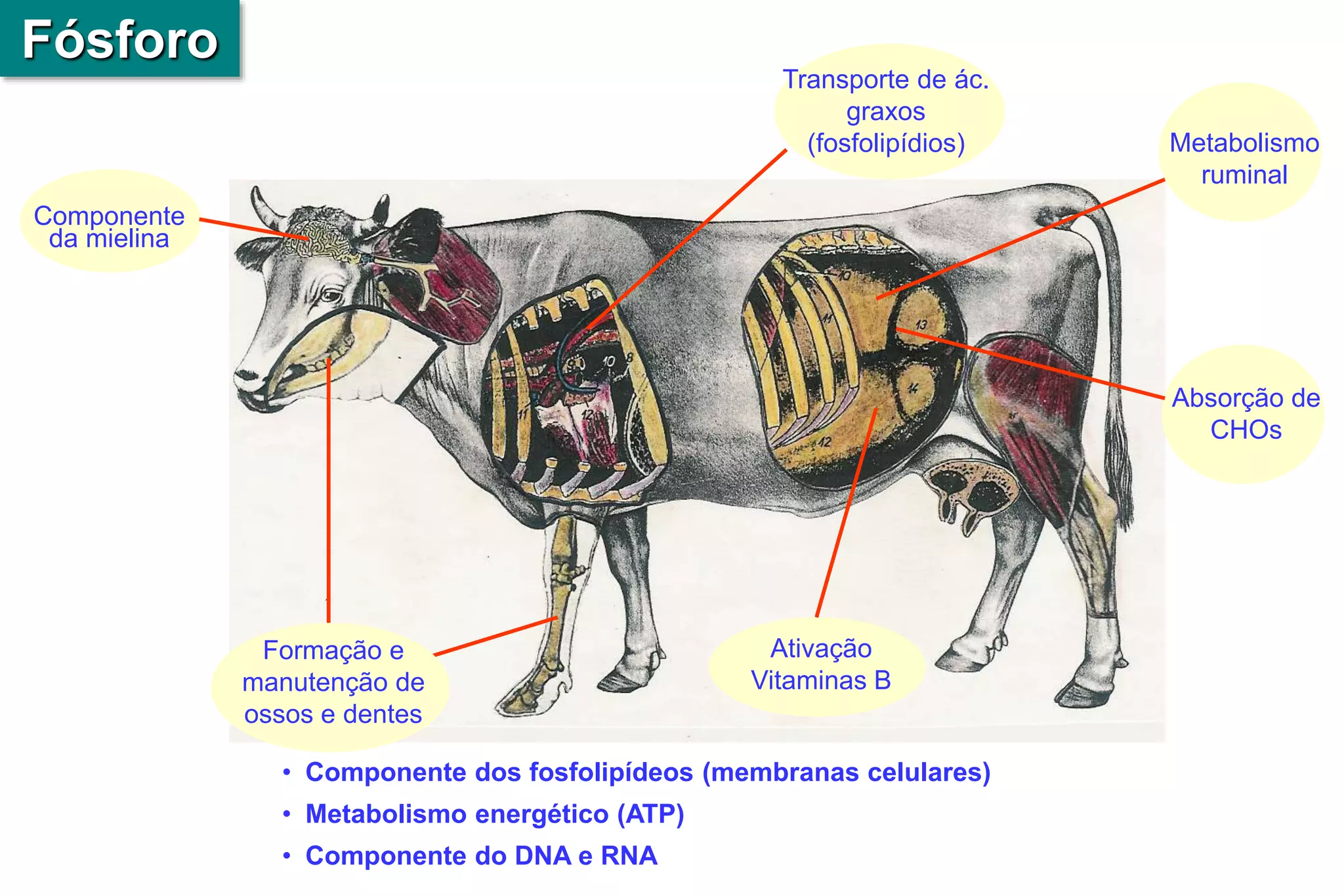 Nutrientes minerais para ruminantes | PPTX