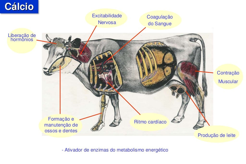 Nutrientes minerais para ruminantes