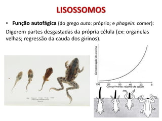 Citoplasma e Organelas Citoplasmáticas (1).pdf