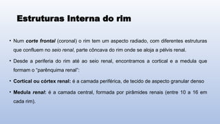 Anatomia do Sistema urinária-aula teorica | PPTX