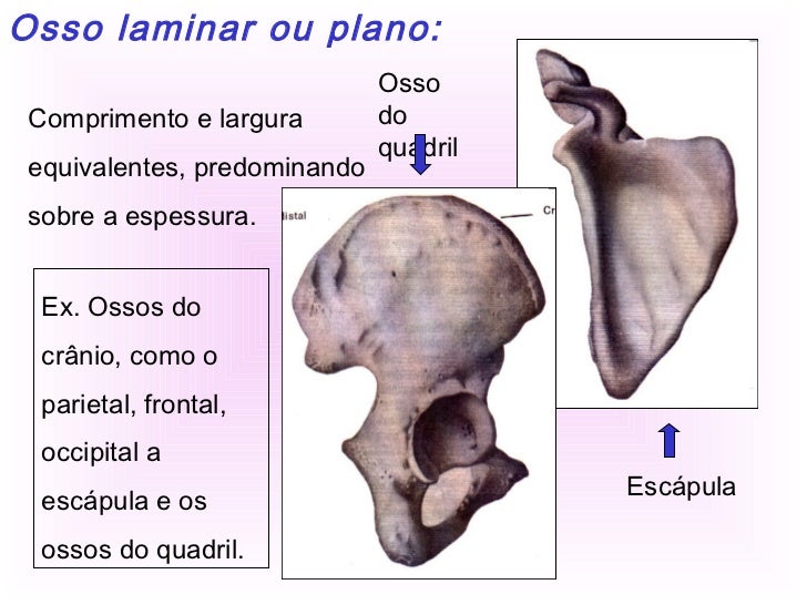 Aula1 anatomia (2)