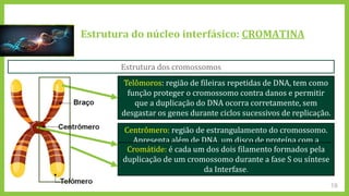 Aula 1 - Ciclo Celular - Núcleo, Mitose e Meiose.pptx