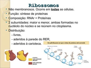 Aula 1 - Células e principais constituintes.ppt