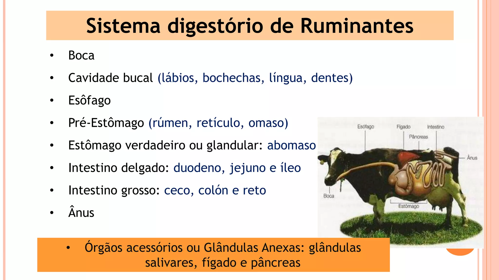 Aula 1- Digestivo de ruminantes e Ambiente RumenReticulo.ppt ...