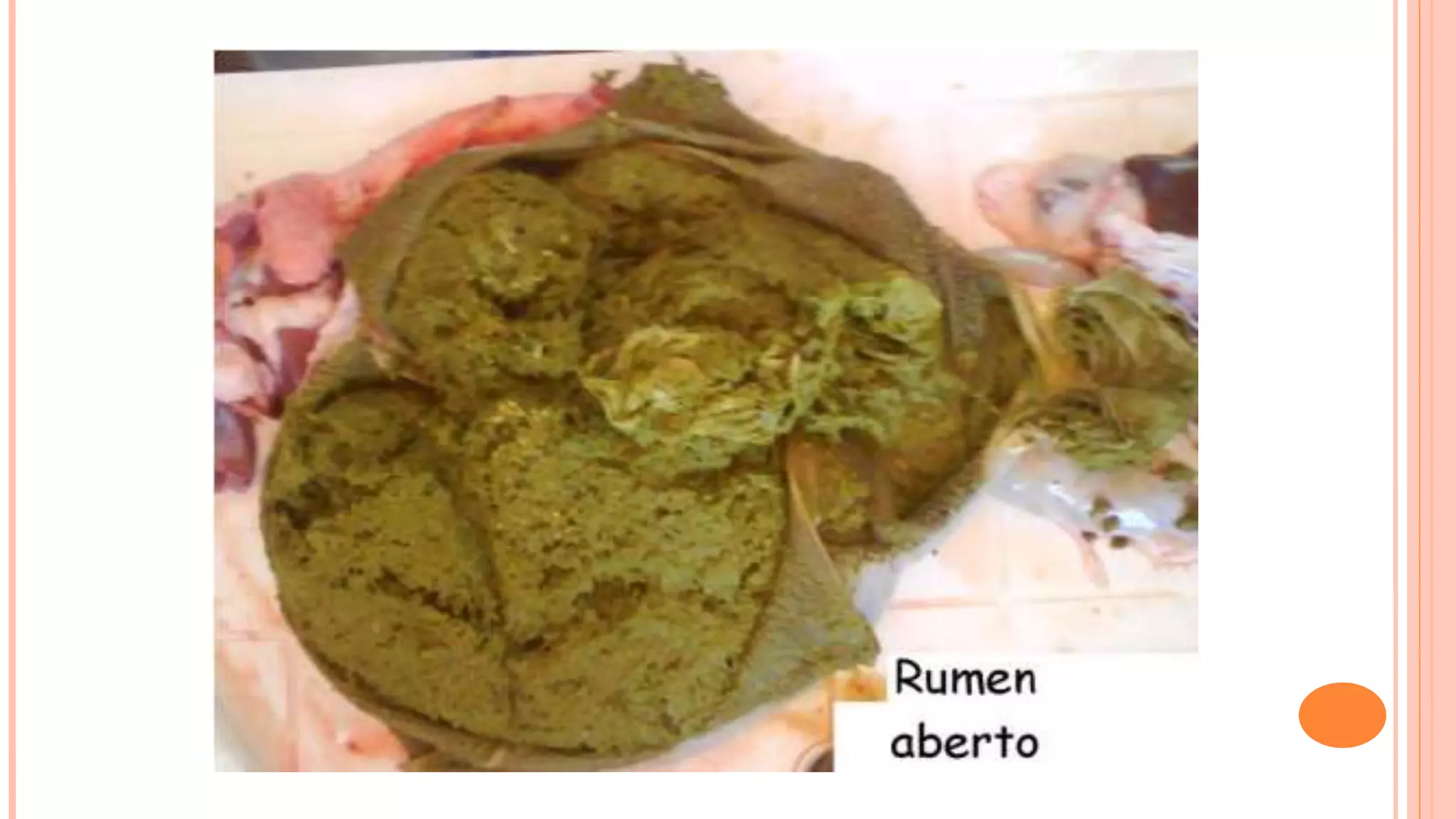 Aula 1- Digestivo de ruminantes e Ambiente RumenReticulo.ppt