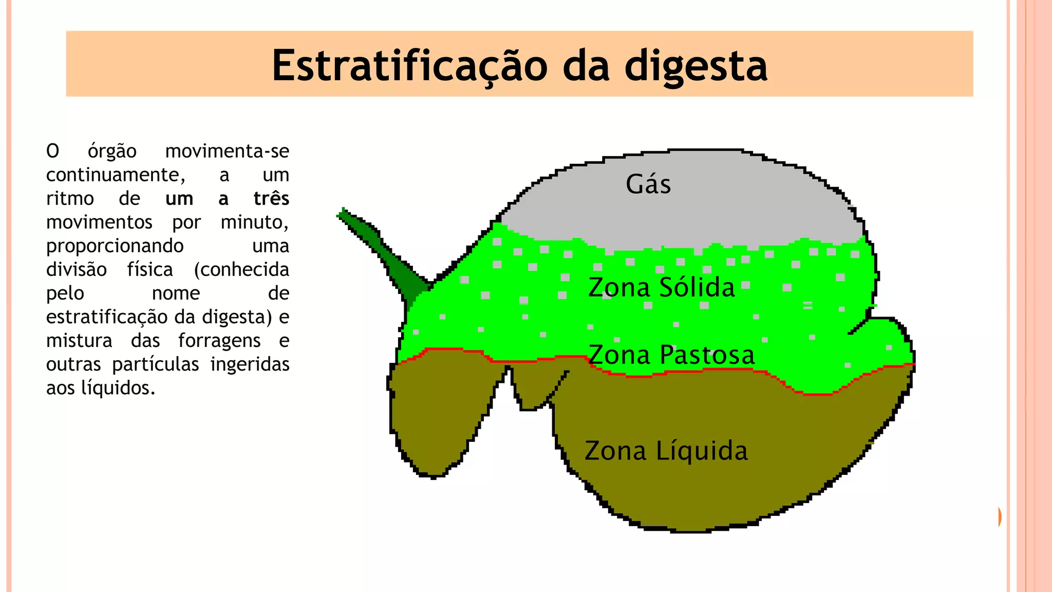 Aula 1- Digestivo de ruminantes e Ambiente RumenReticulo.ppt ...