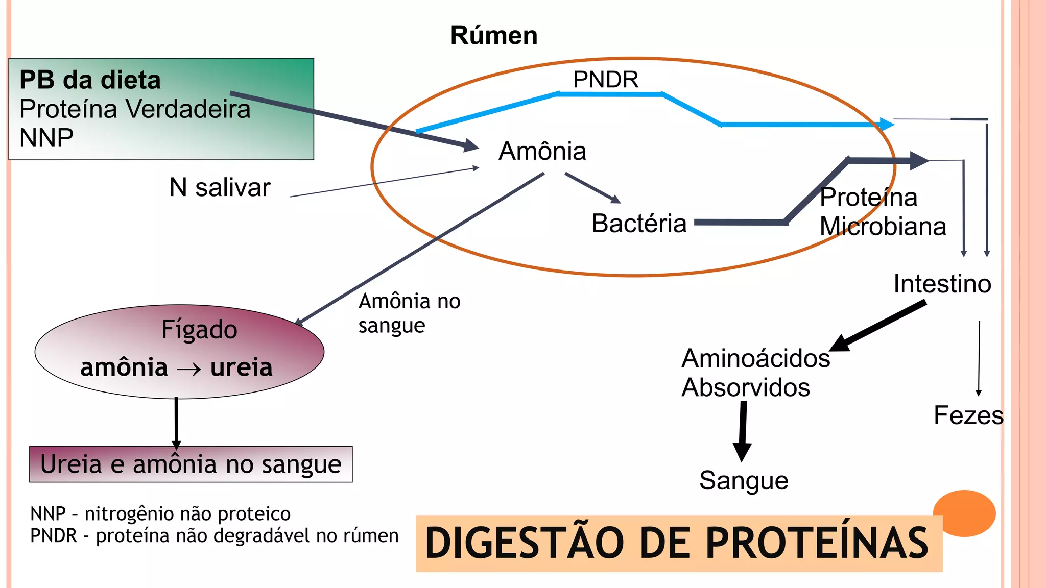 Aula 1- Digestivo de ruminantes e Ambiente RumenReticulo.ppt
