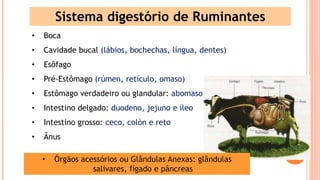 Aula 1- Digestivo de ruminantes e Ambiente RumenReticulo.ppt