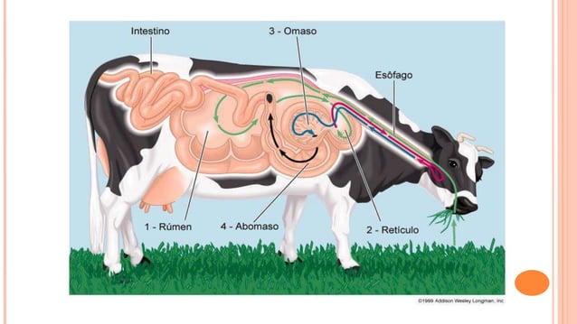 Aula 1- Digestivo de ruminantes e Ambiente RumenReticulo.ppt
