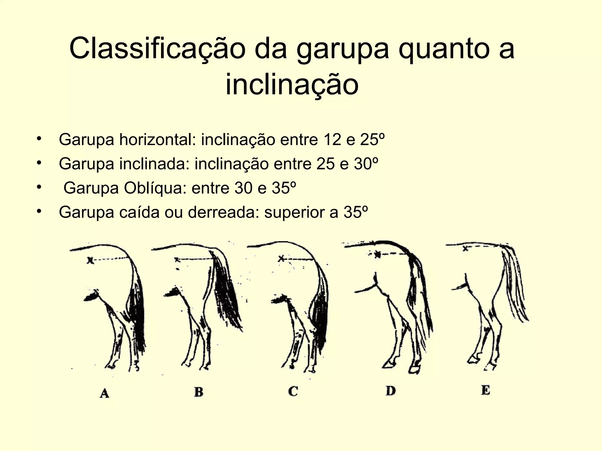Aula 1 Ezoognósia Equina - Nomenclatura do Exterior e Mensurações | PPT