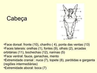 Aula 1 Ezoognósia Equina - Nomenclatura do Exterior e Mensurações | PPT
