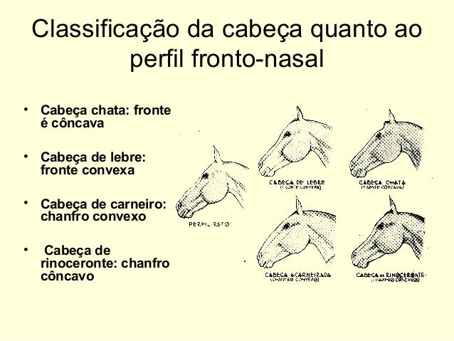 Aula 1 Ezoognósia Equina - Nomenclatura do Exterior e Mensurações