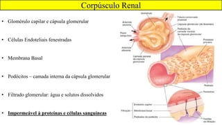 Aula 1 - Fisiologia Renal.pptx