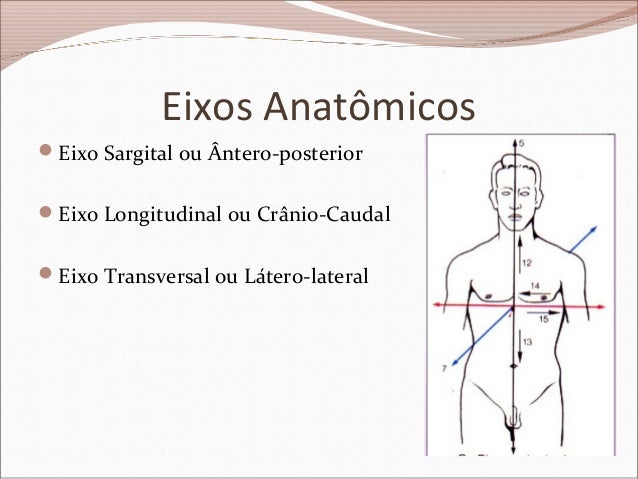 Aula 1 introdução a anatomia humana