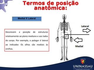 aula 1 - Introdução à anatomia.pdf