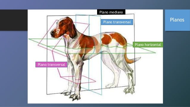 Introdução e planos anatômicos - anatomia animal I