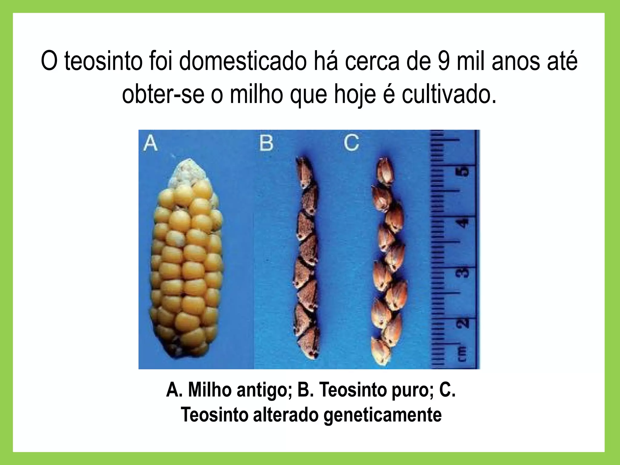 Aula 1 - Milho - Origem e importância.pdf