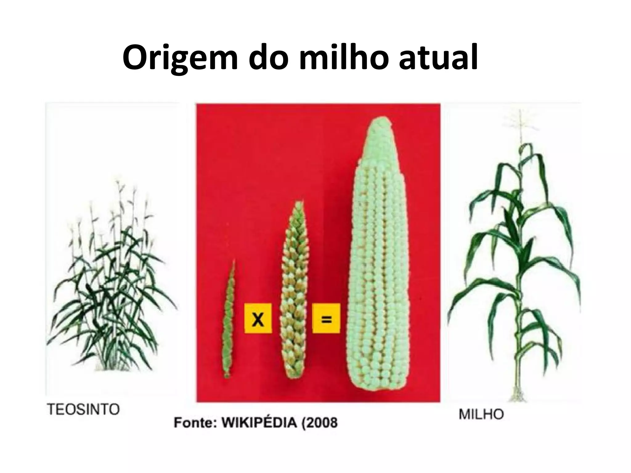 Aula 1 - Milho - Origem e importância.pdf