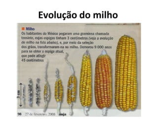 Aula 1 - Milho - Origem e importância.pdf