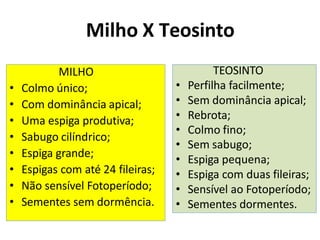 Aula 1 - Milho - Origem e importância.pdf
