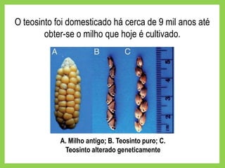 Aula 1 - Milho - Origem e importância.pdf