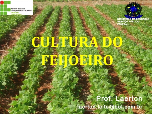 Origem E Importância Econômica E Classificação Botânica Do Feijão
