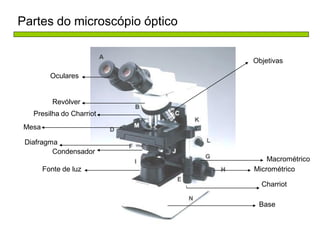 Aula 1 - Prática Microscopia.pdf