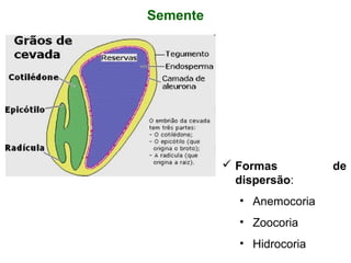 Aula 10 angiospermas.pptx