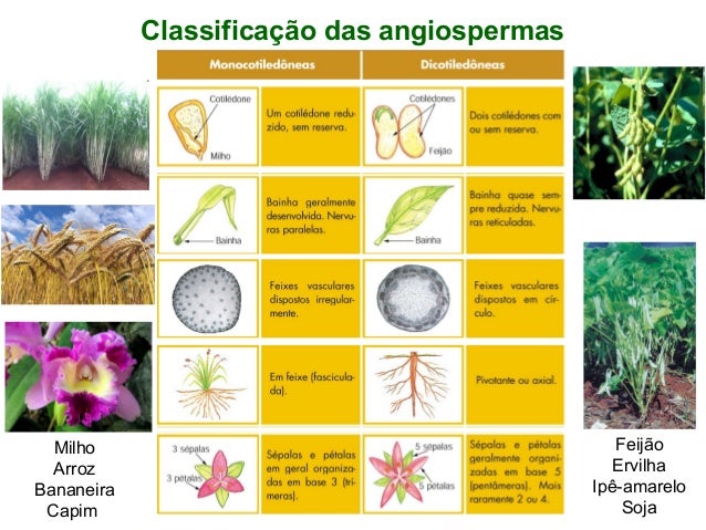 Aula 10 angiospermas.pptx