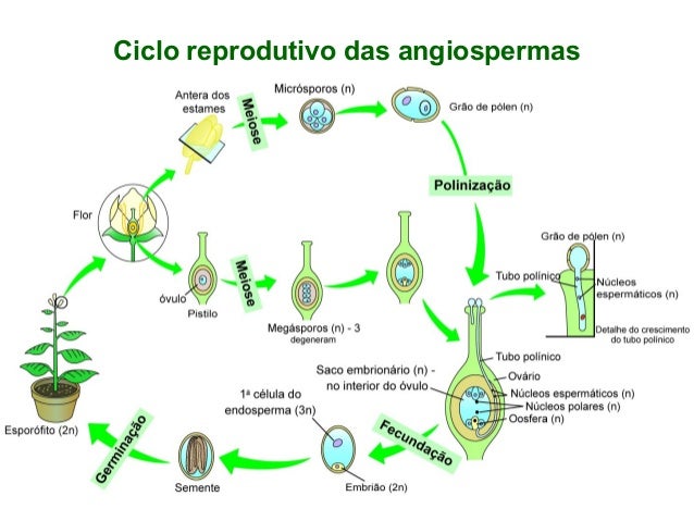 Aula 10 angiospermas.pptx
