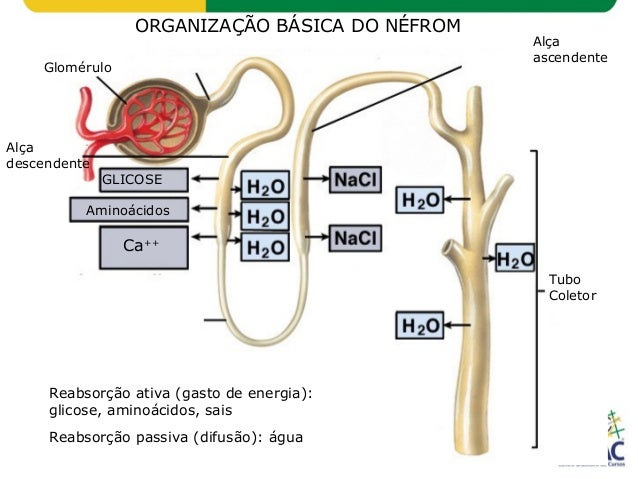 Anatomia - sistema renal