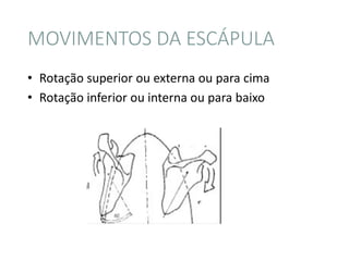 Aula 10 Biomecanica E Cinesiologia Ombro Cotovelo Punho E Dedos 3 aula-10-biomecanica-e-cinesiologia-ombro-cotovelo-punho-e-dedos-3