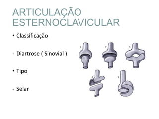 Aula 10_Biomecanica e Cinesiologia ombro, cotovelo, punho e dedos - 3 ...