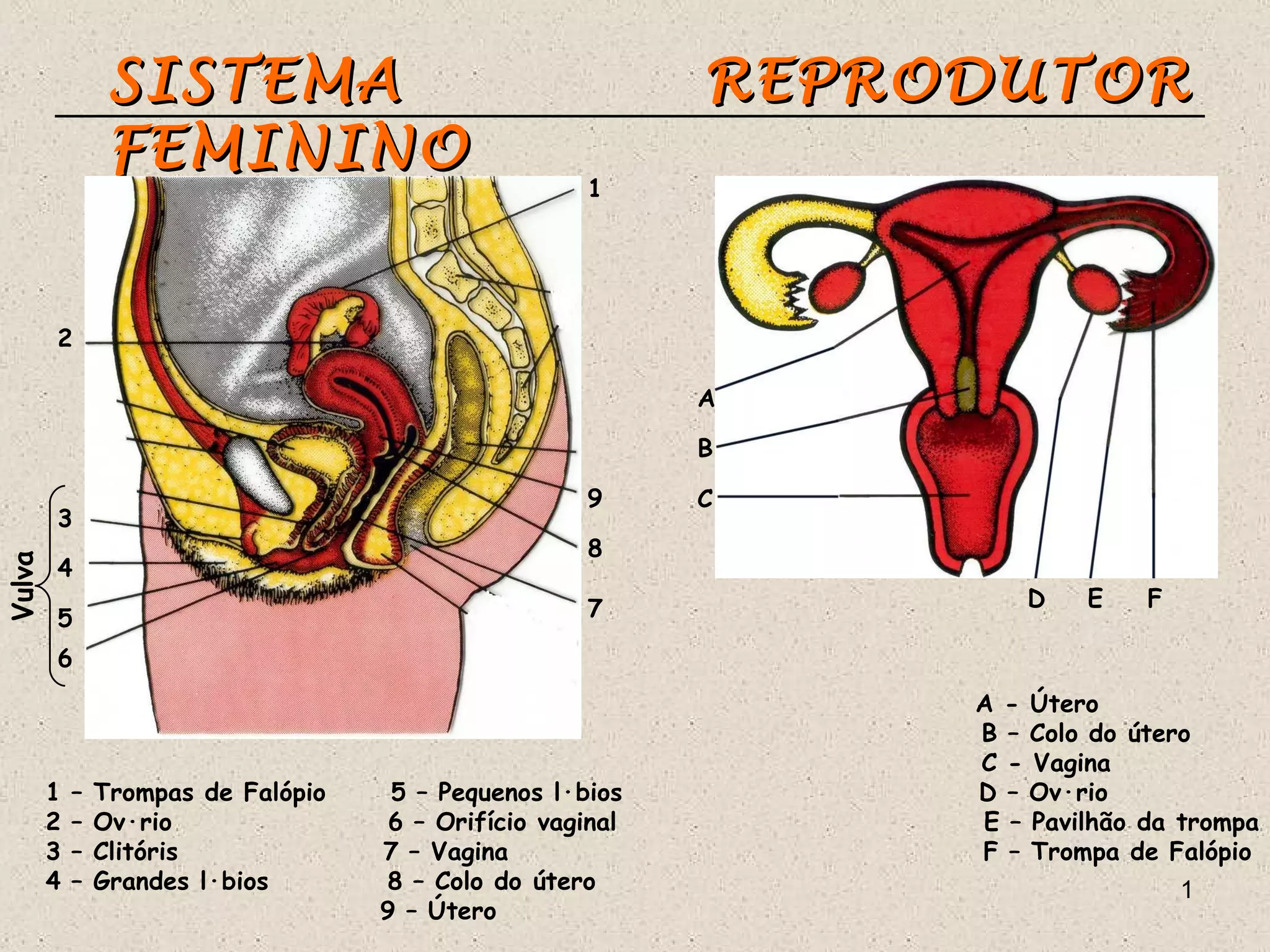Aula 10 sistema reprodutor feminino | PPT