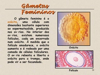 Aula 10 sistema reprodutor feminino | PPT