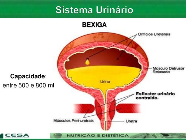 Aula 11 Sistema urinário/excretor - anatomia