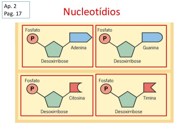 Nucleotideos