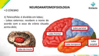 Aula 12 - Revisão Neuroanatomofisiologia.pptx