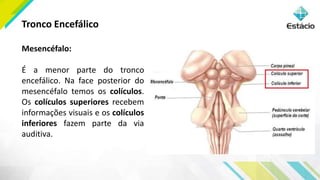 Aula 12 - Revisão Neuroanatomofisiologia.pptx