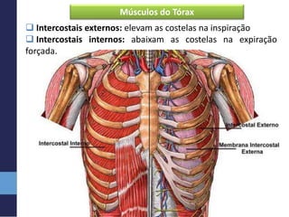 Aula 12 - Sistema Muscular - Parte 2.pptx