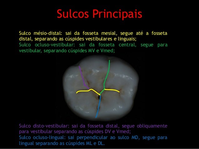 Molares Inferiores - Caique A. SIqueira - Anatomia Dental