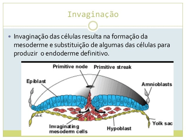 Desenvolvimento do embrião