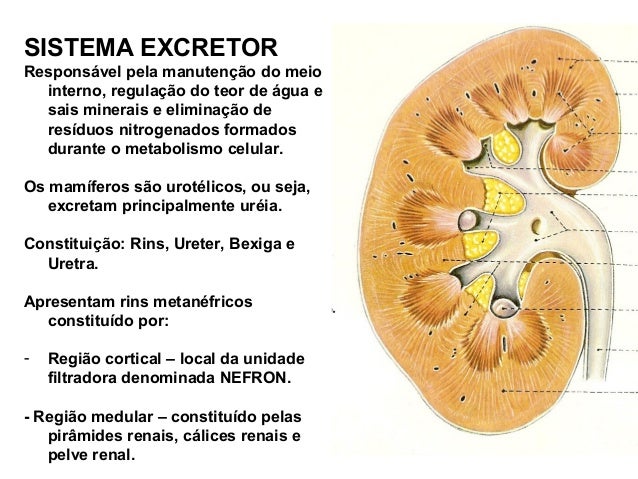 Aula 14 Mamíferos Eutérios 2
