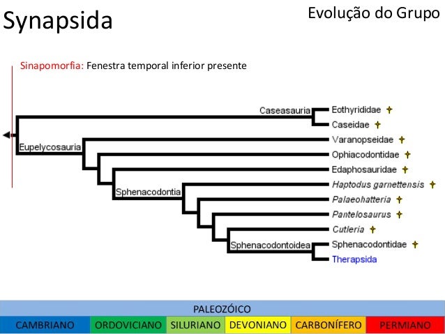 Vertebrados - Synapsida - Mamíferos