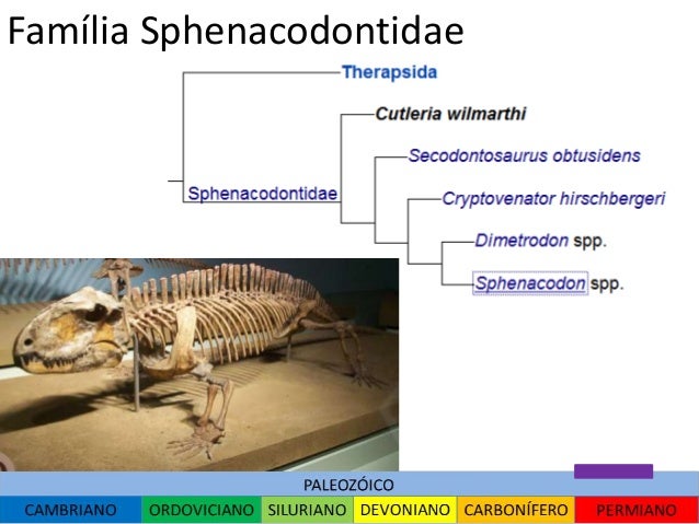 Vertebrados - Synapsida - Mamíferos