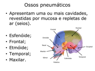 aula de anatomia e ortopedia do aparelho locomotor | PDF