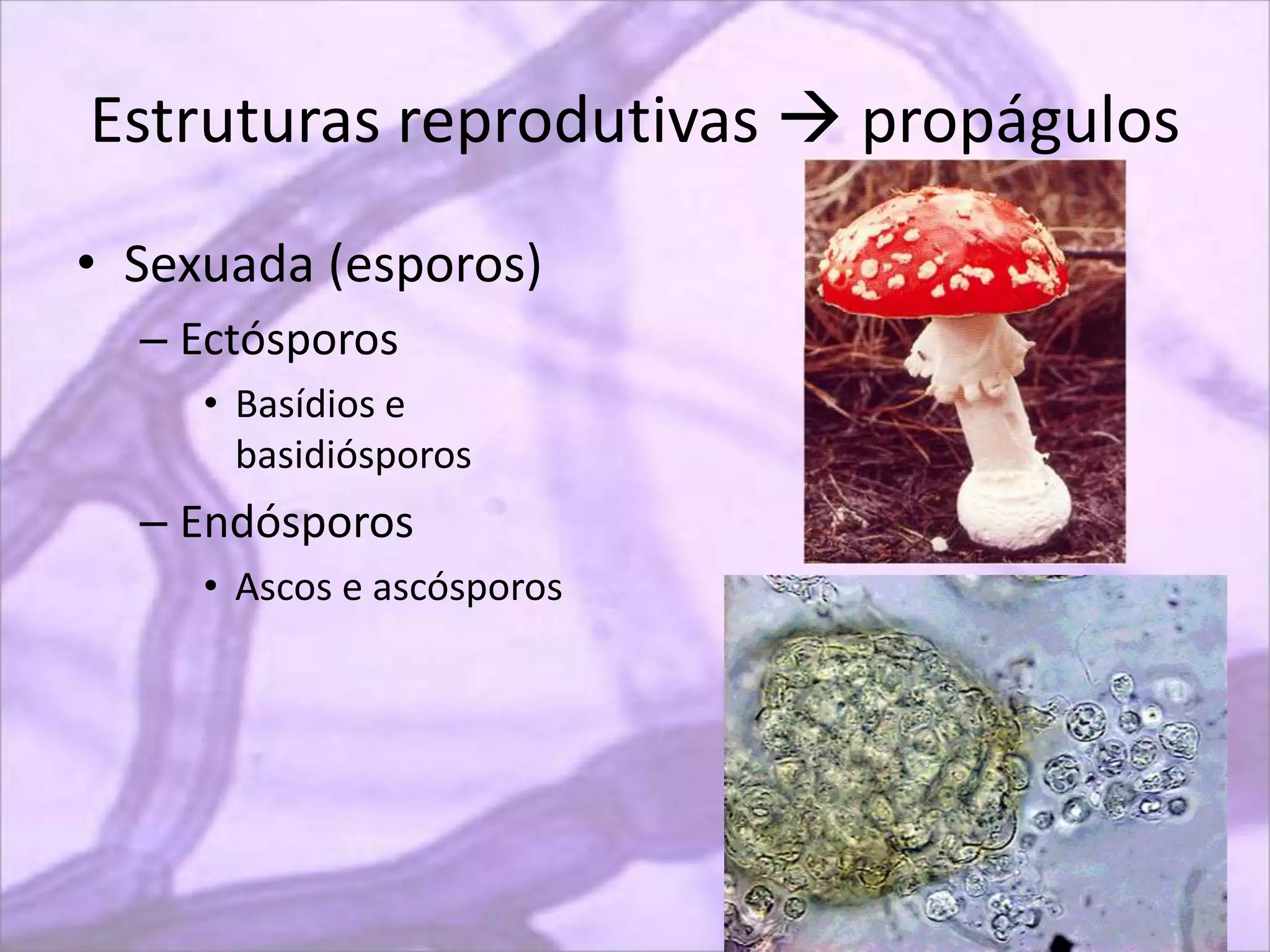 AULA_1___BIOLOGIA_DOS_FUNGOS.ppt